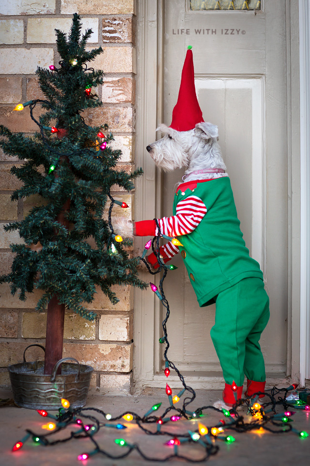 Izzy the Elf – Life With Izzy