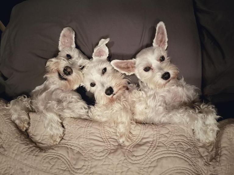 Life With Izzy – Izzy the miniature schnauzer who makes everyone smile.